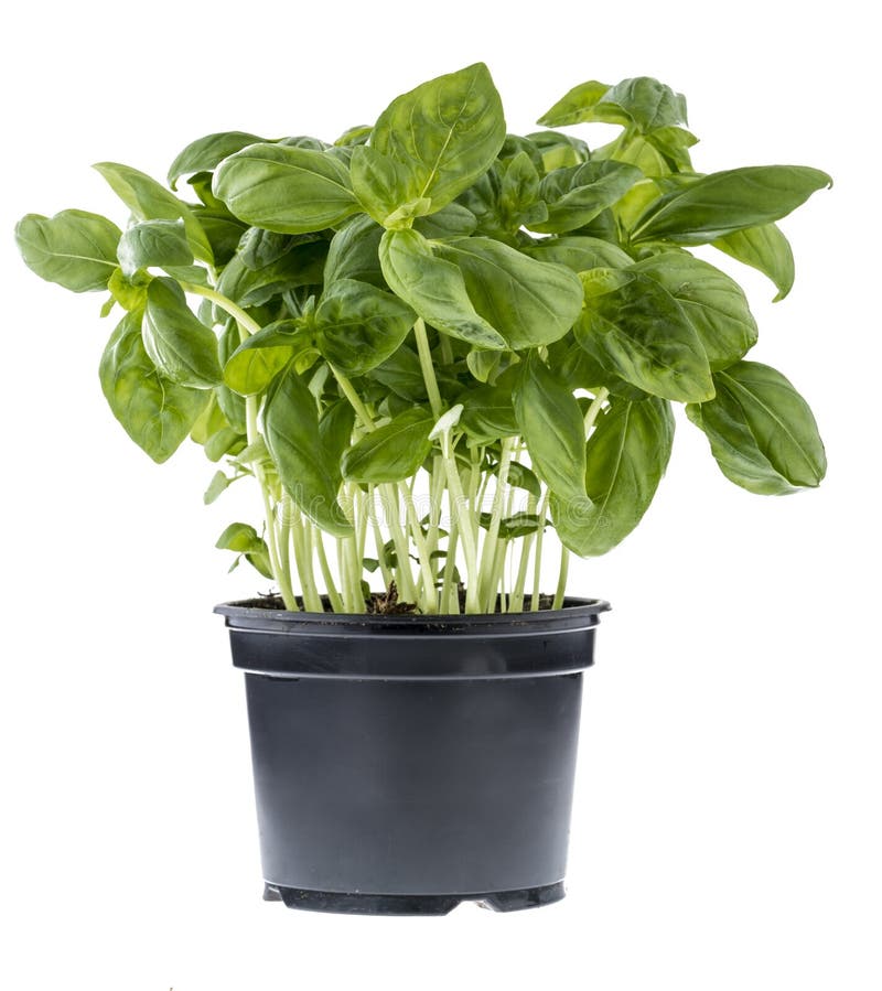 Fresh basil in a pot stock photo. Image of leaves, black - 42413648 Fresh basil in a pot stock photo. Image of leaves, black - 42413648