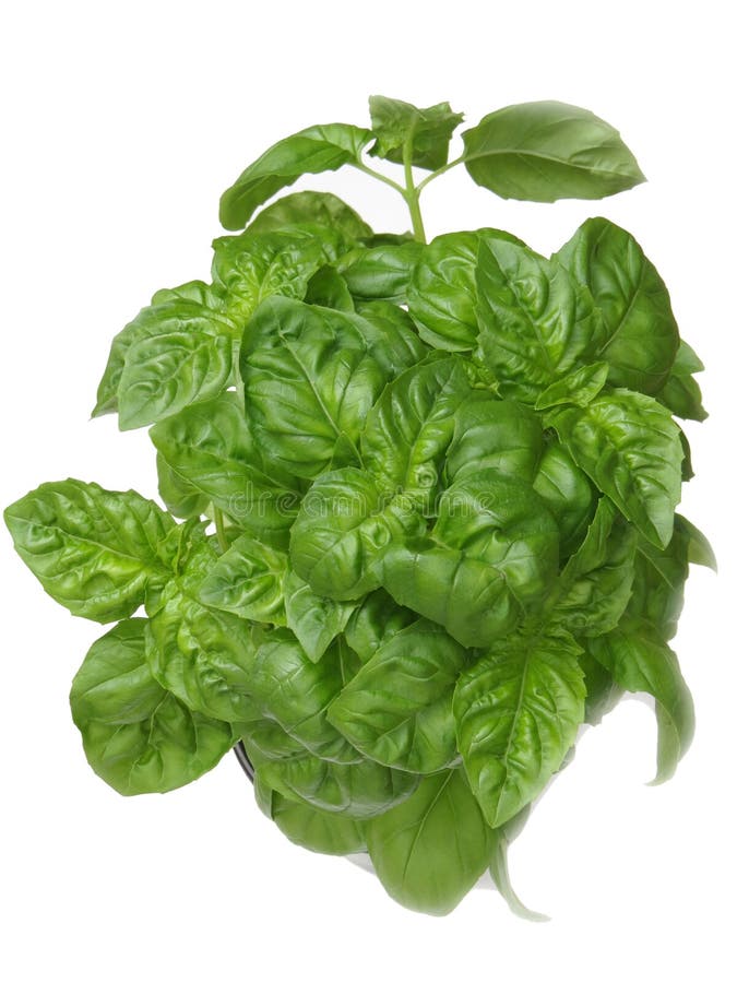 Fresh basil in a pot stock image. Image of plant, vegetable - 179236983
