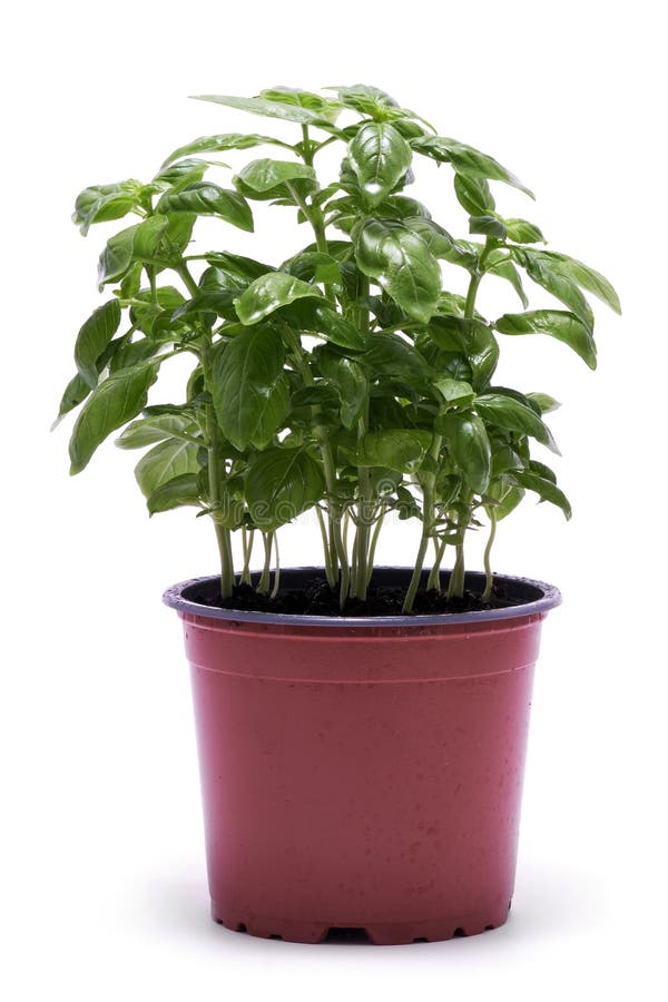 Fresh Basil in a Pot Isolated on White Background Stock Image - Image ...