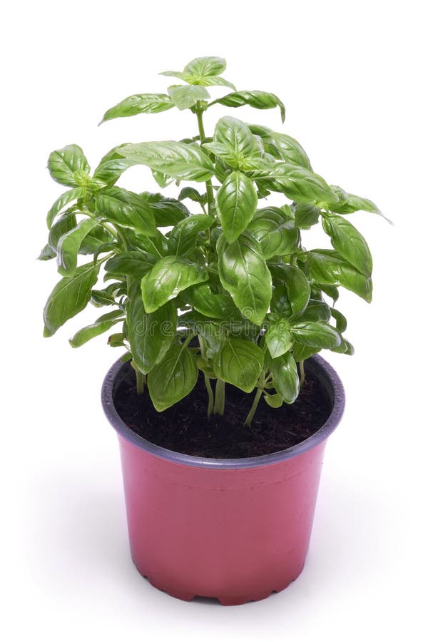 Fresh Basil in a Pot Isolated on White Background Stock Photo - Image ...