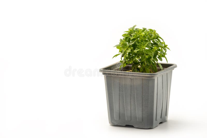 Fresh basil in a pot stock photo. Image of genovese - 246441758