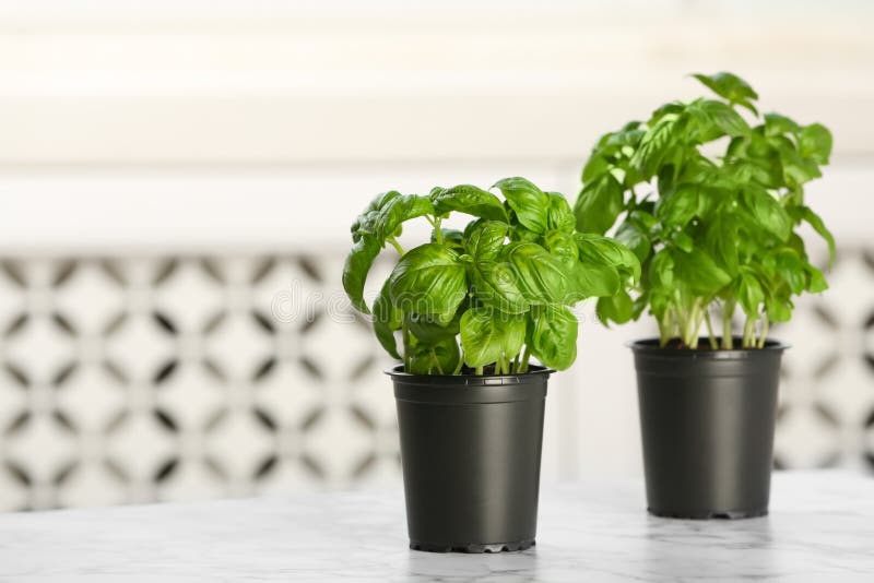 Fresh Basil in Pots on Table Stock Image - Image of kitchen, green ...