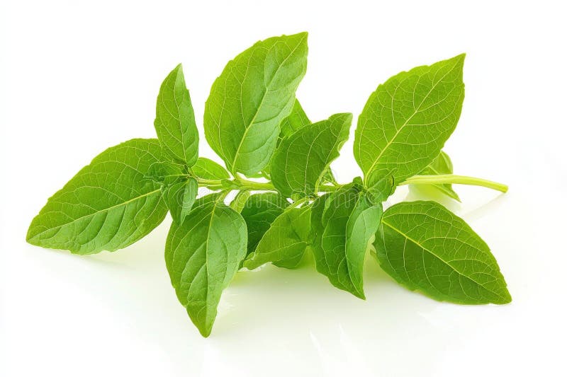 Fresh Basil Sprig, Close-up View, Green Leaves, Isolated on White ...