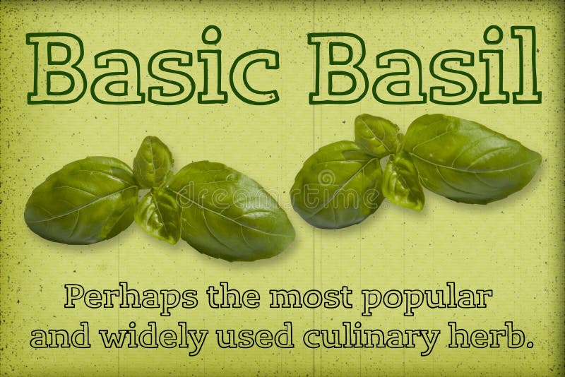 Fresh basil stock illustration. Illustration of culinary - 64545817