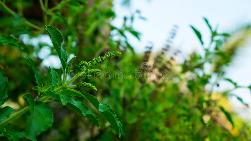 Fresh Basil Tree Background, Raw Food , Basil in the Garden Stock Photo ...
