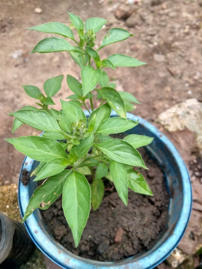 Fresh Basil Tree Leaves are Green Stock Photo - Image of leaves, leaf ...