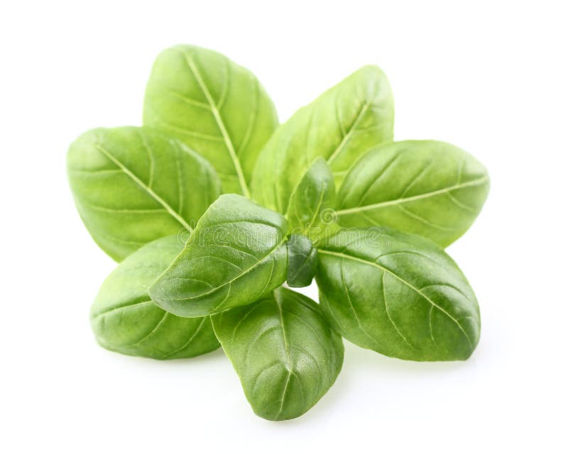 Basil stock image. Image of isolated, macro, picked, green - 3927305