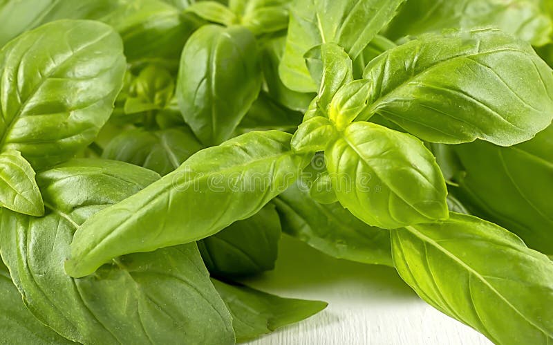 Fresh Basil on a White Background. Green Basil Stock Photo - Image of ...