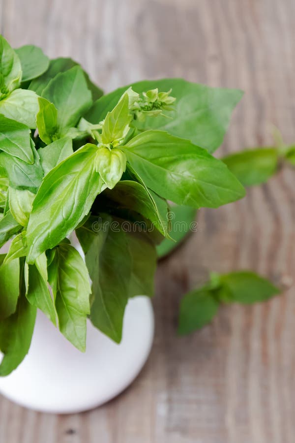 Fresh basil stock image. Image of culinary, background - 39303679