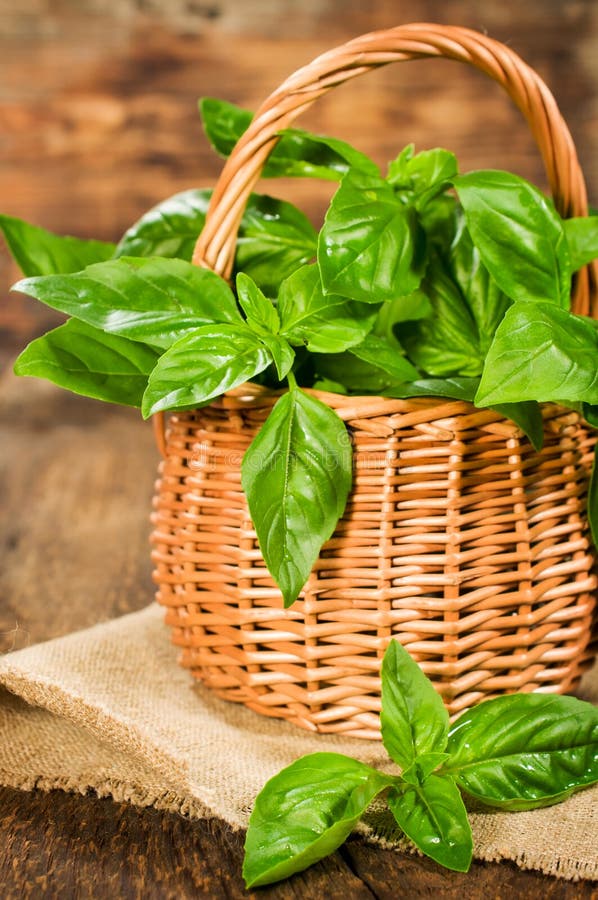 Fresh Basil in a Wicker Basket Stock Photo - Image of closeup, detail ...