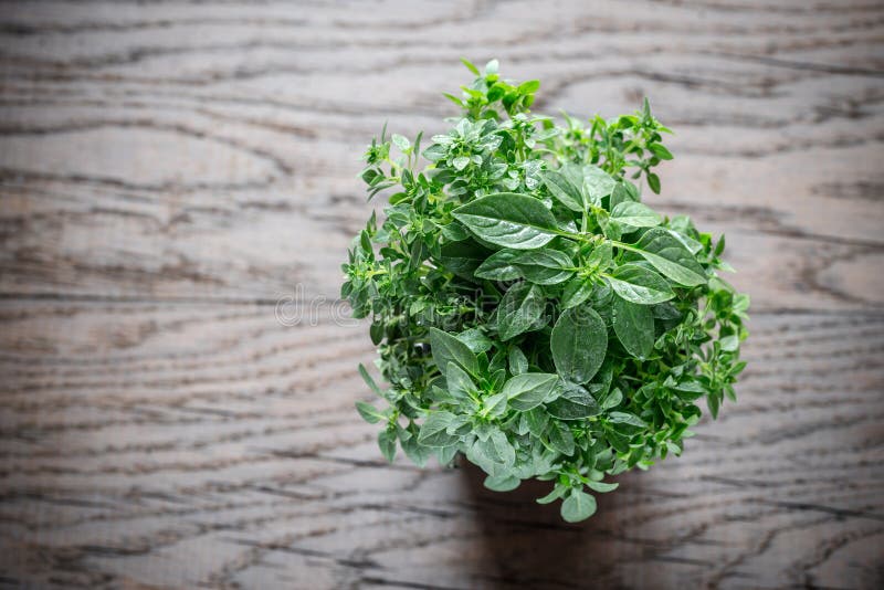 Fresh Basil on the Wooden Background Stock Photo - Image of natural ...