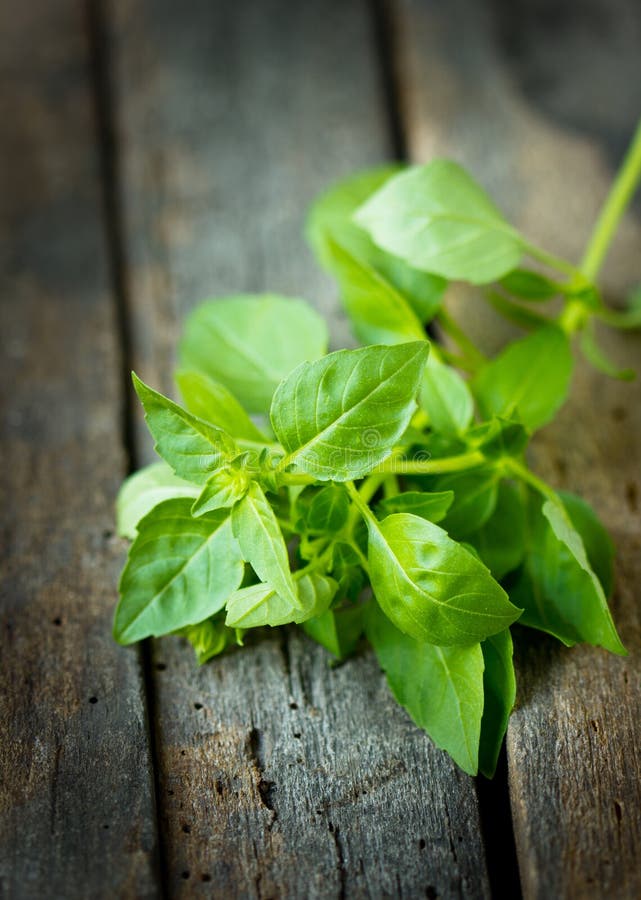 Fresh basil stock image. Image of healthy, seasoning - 39304437