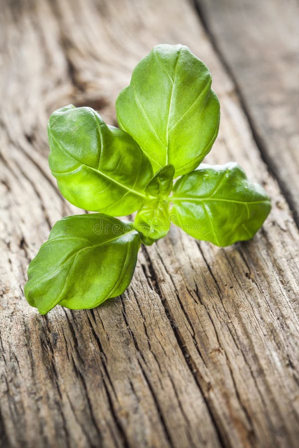 Fresh Basil on Wooden Table Stock Photo - Image of italian, season ...