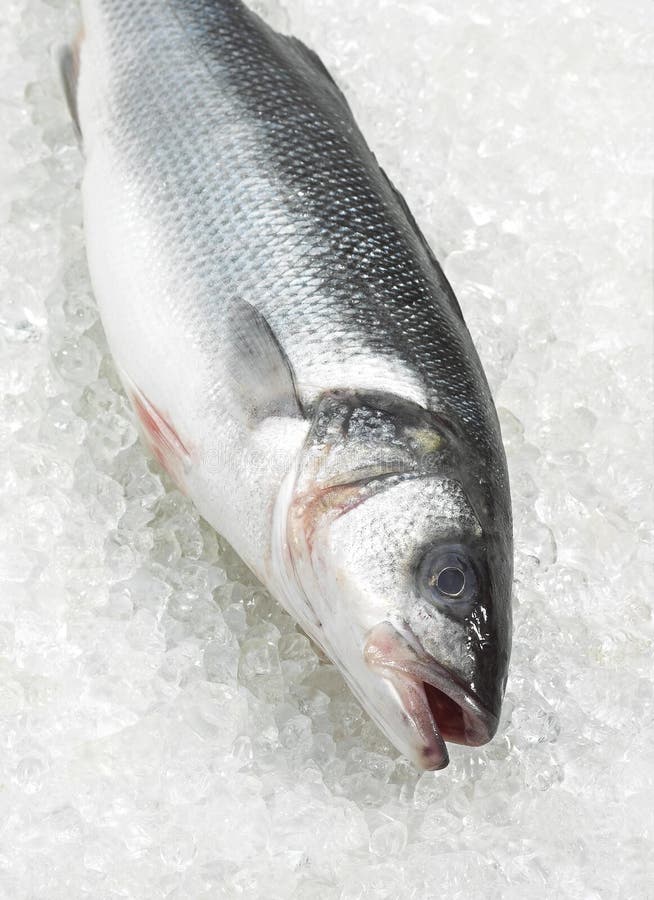 FRESH BASS Dicentrarchus Labrax on ICE Stock Image - Image of moronidae ...
