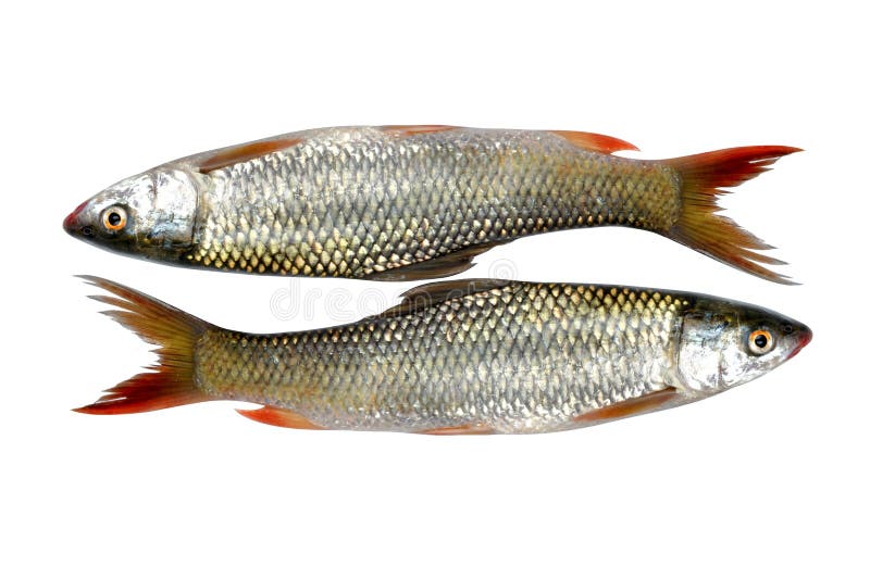 Two Fresh Water Bass Fish Isolated on White Stock Photo - Image of ...