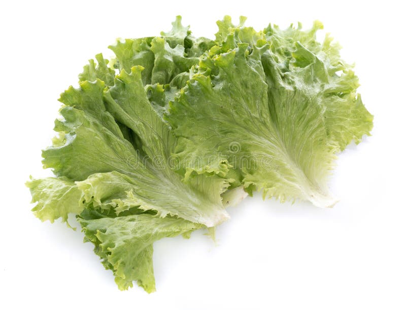 Fresh batavia salad leaves stock image. Image of leaf - 68655119