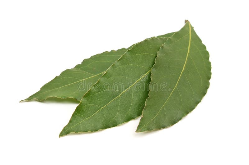 Fresh Bay Leaves Isolated on White Background Stock Image - Image of ...