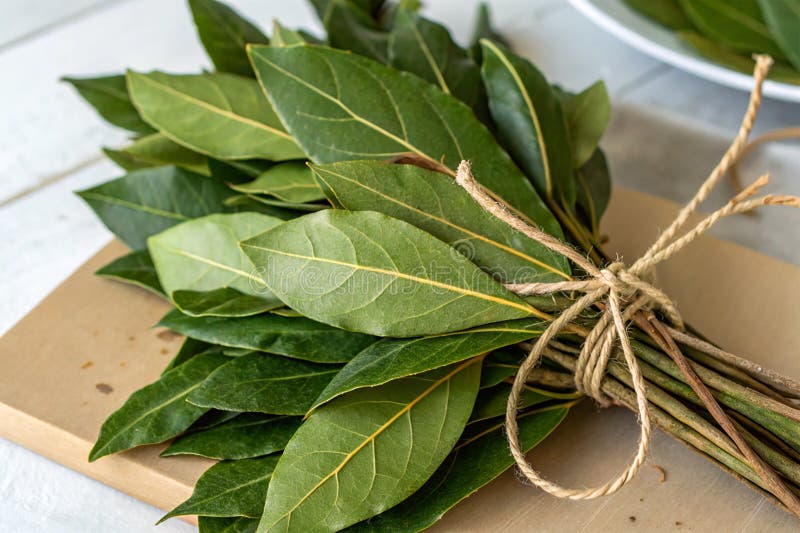 Fresh Bay Leaves Tied into a Bundle Stock Illustration - Illustration ...