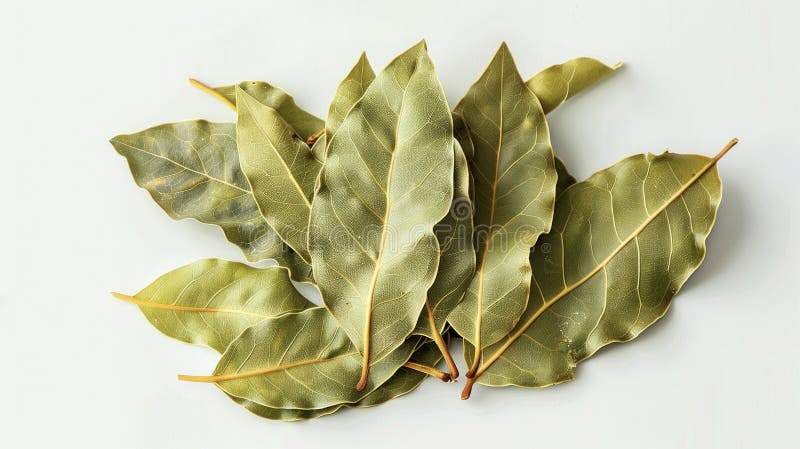 Fresh Bay Leaves on White Background Stock Image - Image of garnish ...