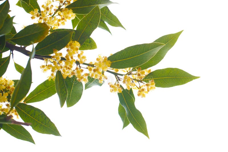 Fresh Bay Tree Branch Isolated on White Background Stock Image - Image ...