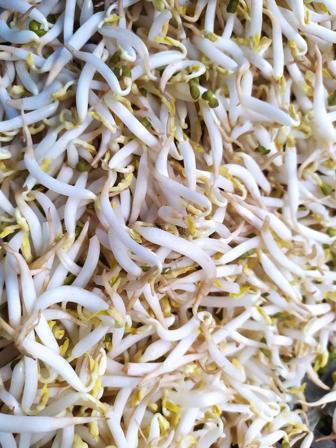 Fresh bean sprout stock image. Image of sprout, cuisine - 236702755