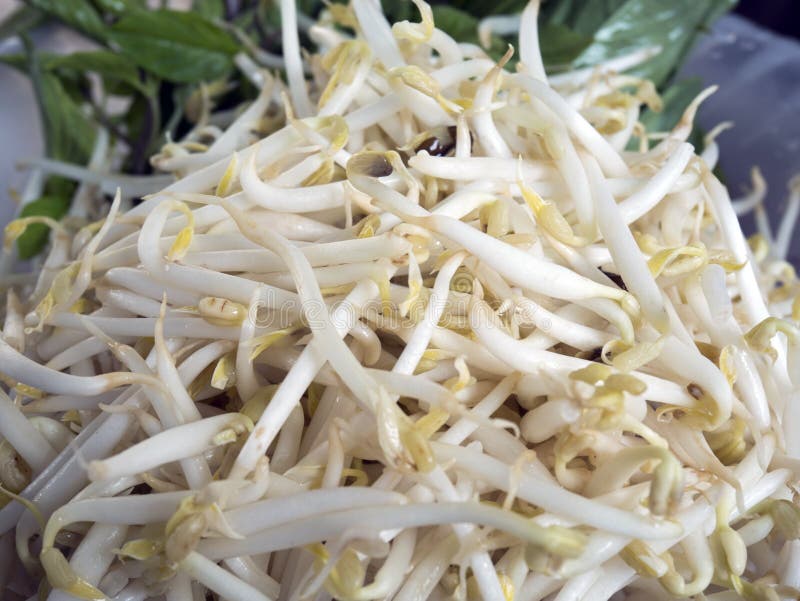 Fresh Bean Sprouts with Roots that Have Not Been Removed Stock Image ...