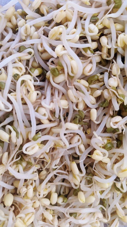 Fresh Bean Sprouts stock image. Image of asian, sprout - 2302303