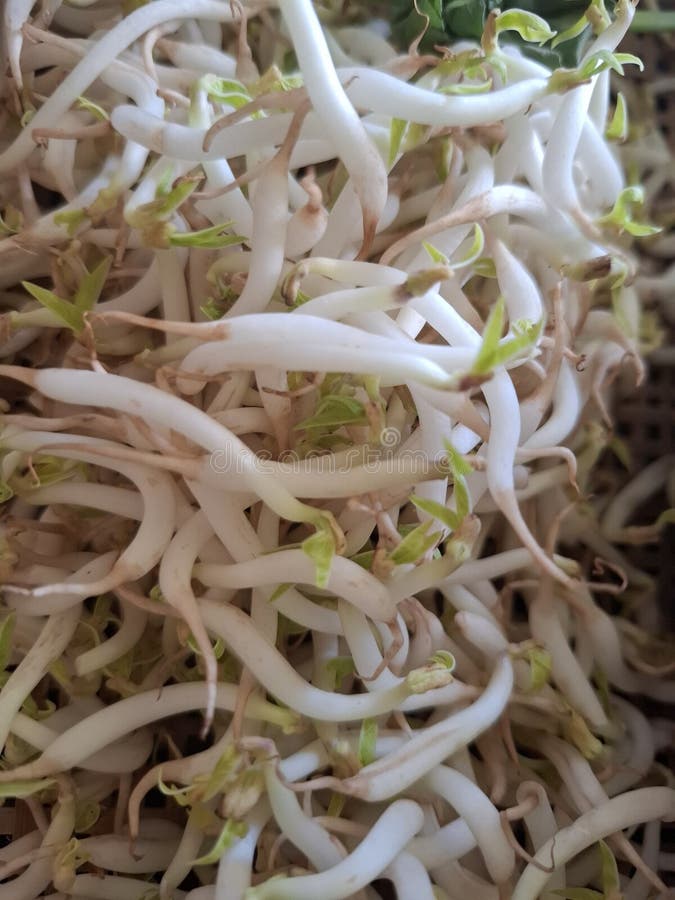 Fresh Bean Sprouts with Roots that Have Not Been Removed Stock Image ...