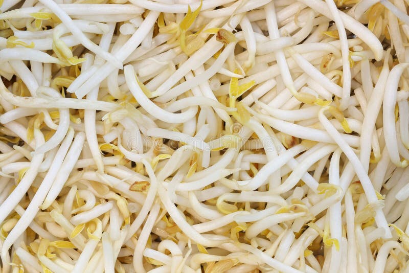 Fresh Bean Sprouts stock image. Image of asian, sprout - 2302303