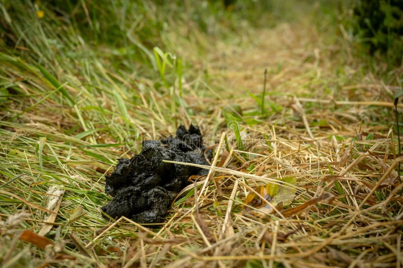 Fresh Bear Scat Along Trail in Redwood Stock Image - Image of scat ...