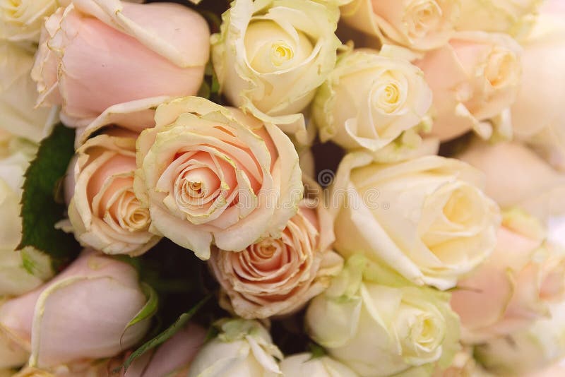 Beige roses in the garden stock image. Image of beige - 128092193