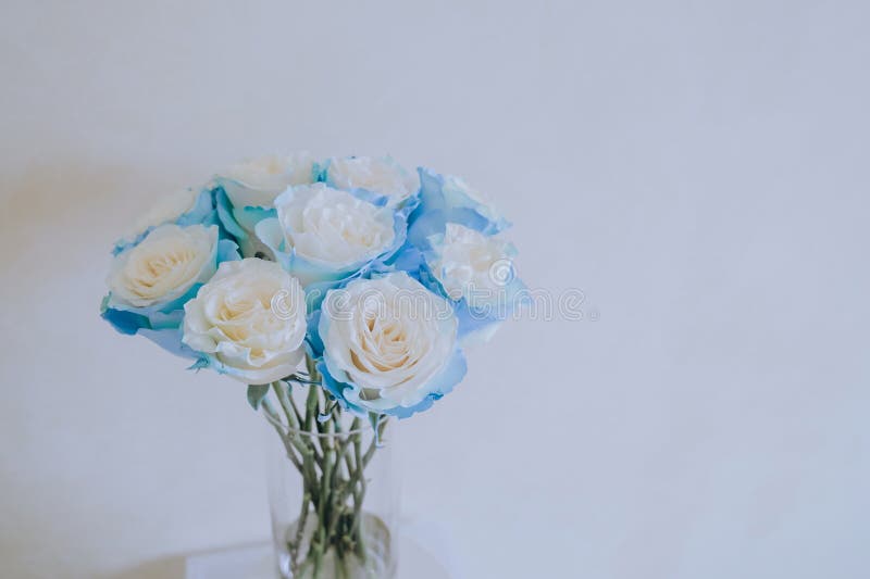 Fresh and Beautiful Blue and Pink Roses Stock Image - Image of floral ...