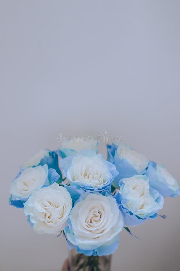 Fresh and Beautiful Blue and Pink Roses Stock Image - Image of natural ...