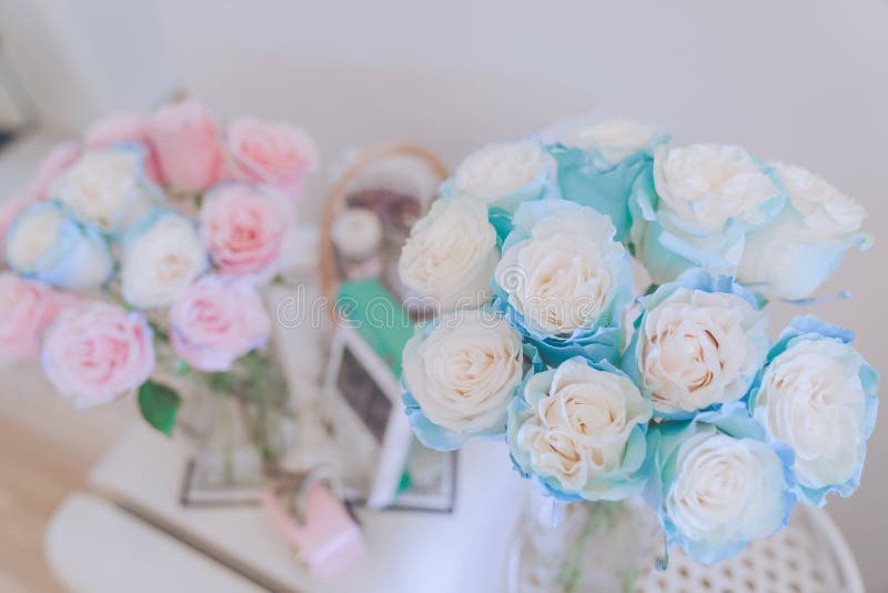 Fresh and Beautiful Blue and Pink Roses Stock Image - Image of color ...