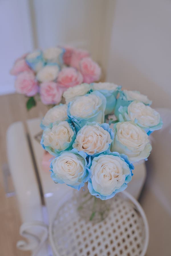 Fresh and Beautiful Blue and Pink Roses Stock Photo - Image of holiday ...