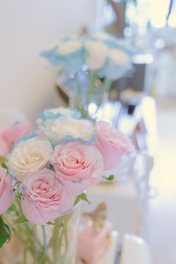 Fresh and Beautiful Blue and Pink Roses Stock Image - Image of fresh ...