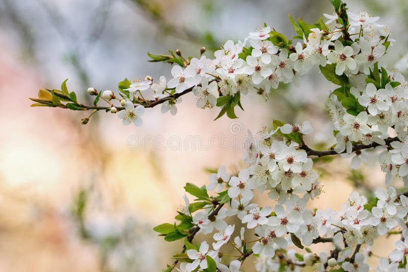 Fresh Beautiful Booming Tree Branch in the Springtime Stock Image ...