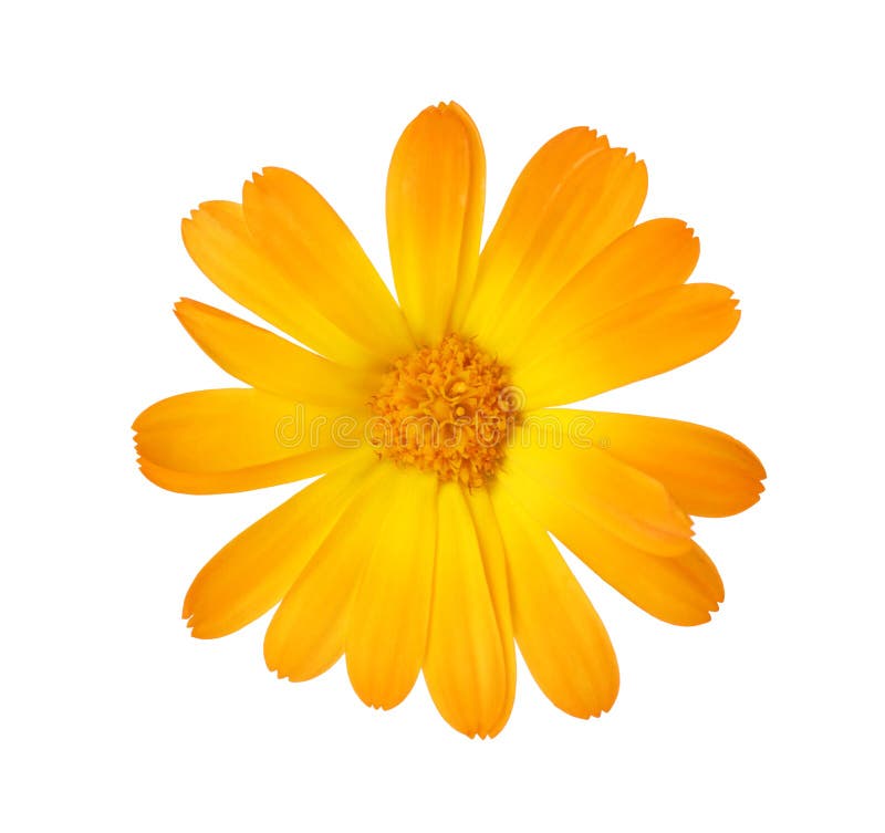 Fresh Beautiful Calendula Flower Isolated on White Stock Photo - Image ...