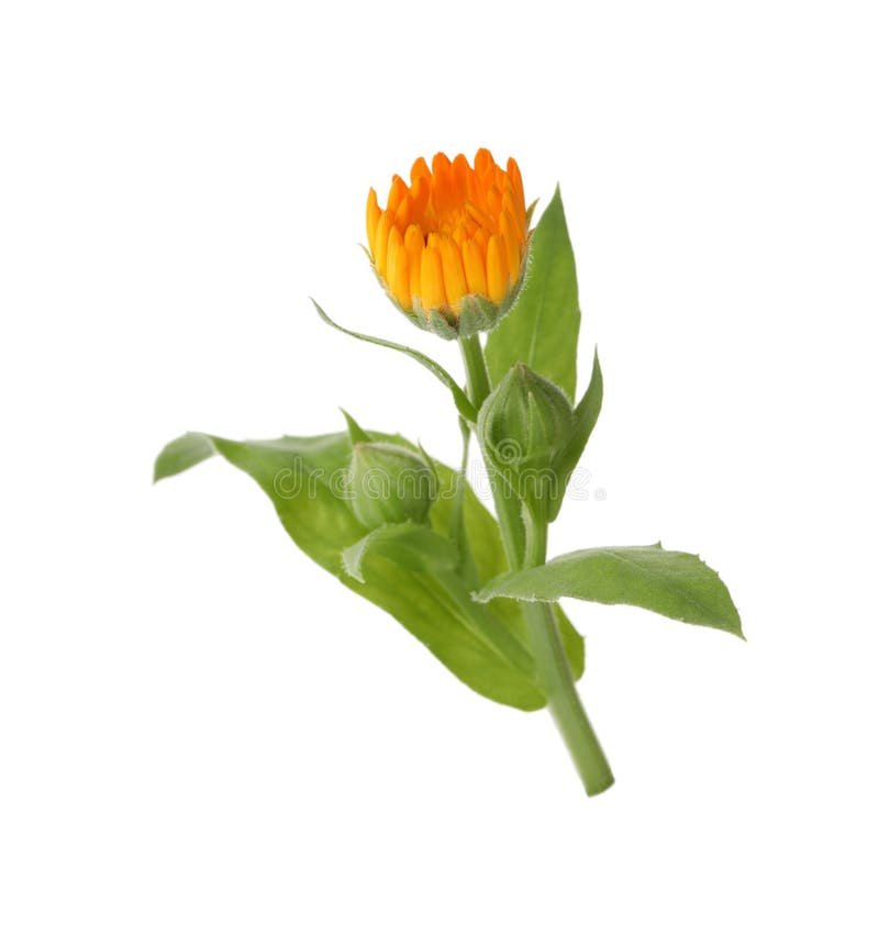 Fresh Beautiful Calendula Flower Isolated on White Stock Photo - Image ...
