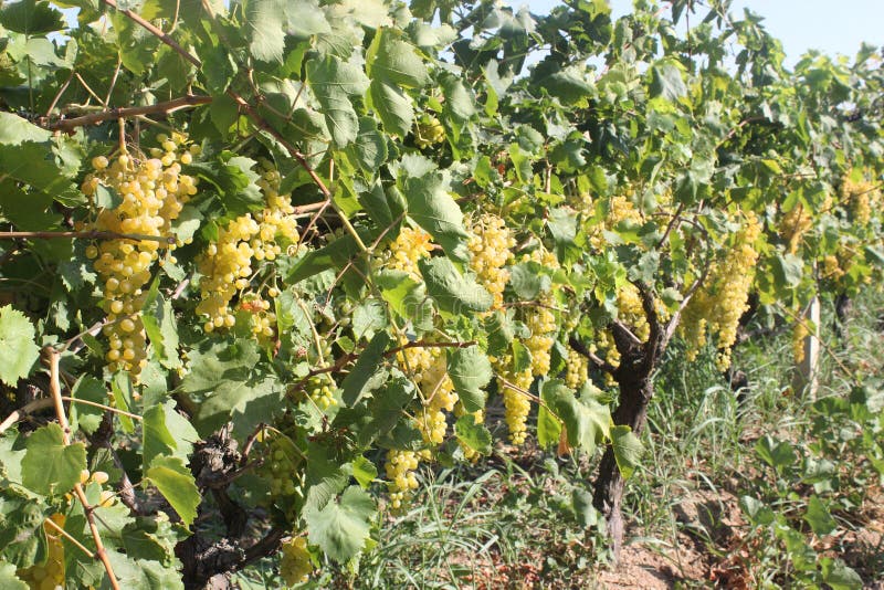 Fresh Beautiful Grapes Field Stock Photo - Image of fresh, grapes ...
