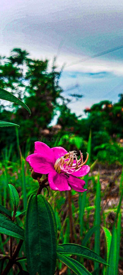 Fresh and Beautiful Green Nature Around the Environment Stock Image ...