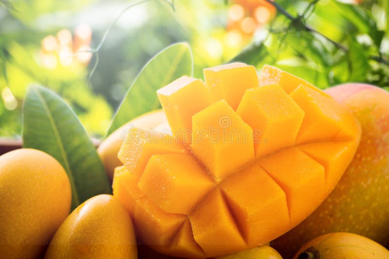 Fresh and Beautiful Mango Fruit in a Bamboo Basket Stock Image - Image ... Fresh and Beautiful Mango Fruit in a Bamboo Basket Stock Image - Image ...