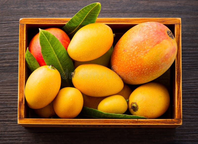 Fresh and Beautiful Mango Fruit Set in a Wooden Box on a Dark Wooden ... Fresh and Beautiful Mango Fruit Set in a Wooden Box on a Dark Wooden ...