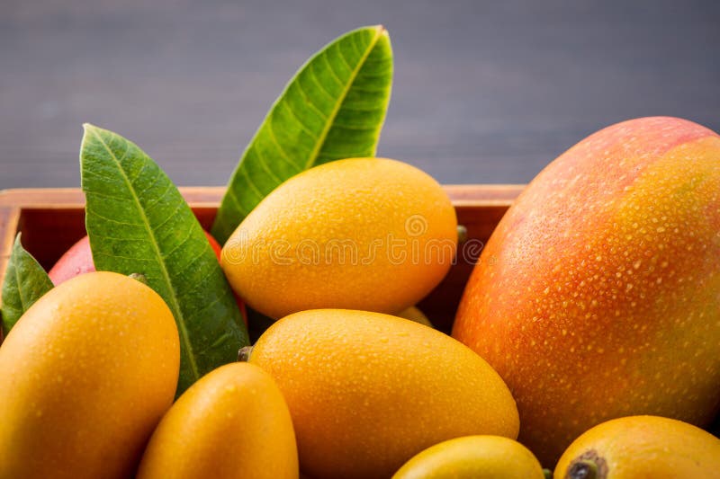 Fresh and Beautiful Mango Fruit Set in a Wooden Box on a Dark Wooden ... Fresh and Beautiful Mango Fruit Set in a Wooden Box on a Dark Wooden ...