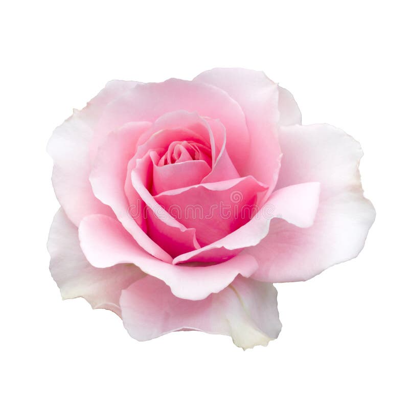 Fresh Beautiful Pink Rose Isolated on White Background Stock Image ...