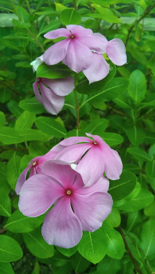Fresh and Beautiful Pinka Flower in the Garden Stock Photo - Image of ...