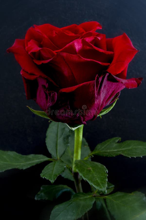 Fresh Beautiful Red Rose on a Black Background. Stock Photo - Image of ...