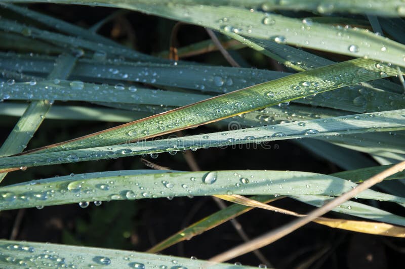 Fresh Beautiful Water Drops on Long Green Leaves Close Up Stock Photo ...