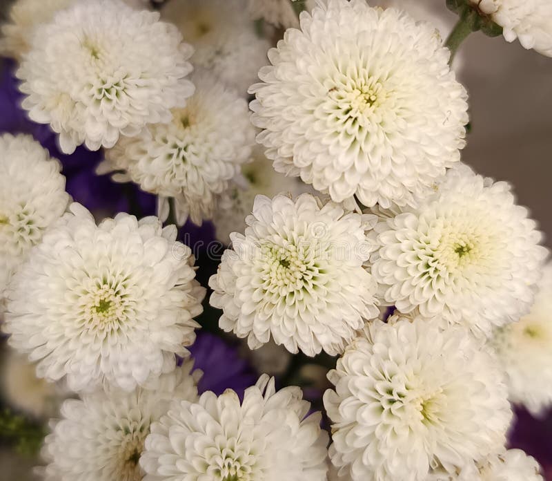 Fresh Beautiful White Dandelion Flower Stock Photo - Image of white ...
