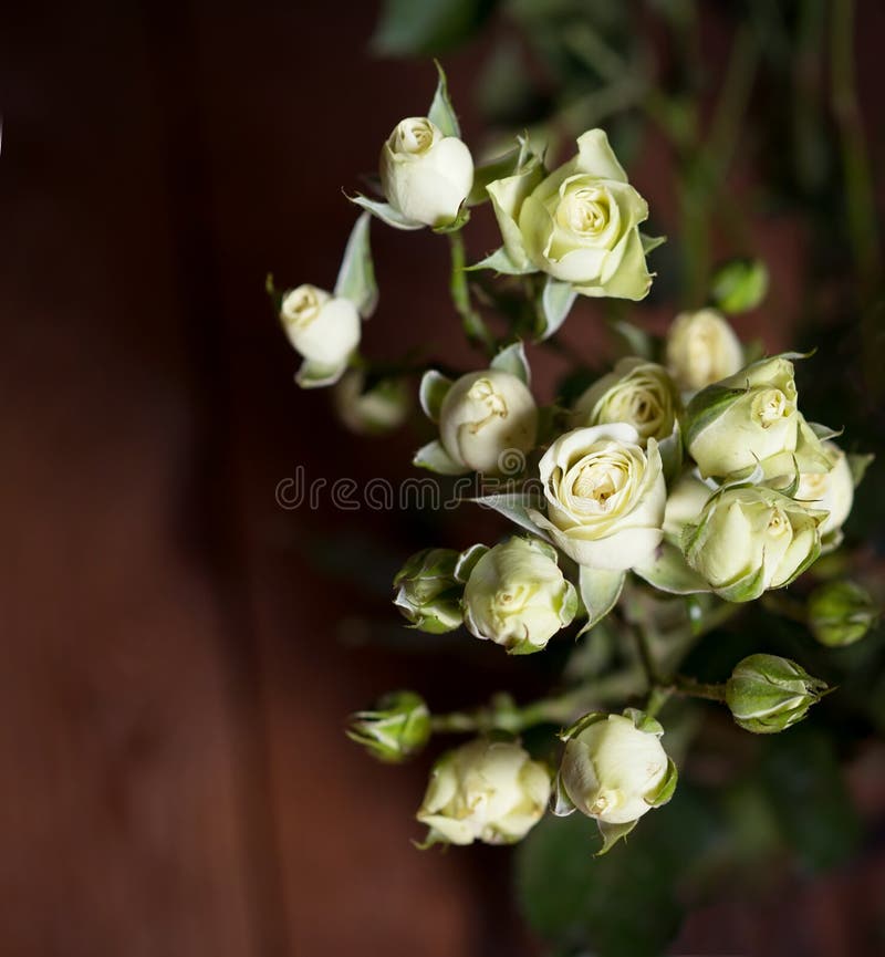 Fresh Beautiful White Little Roses. Indoor Stock Image - Image of fresh ...